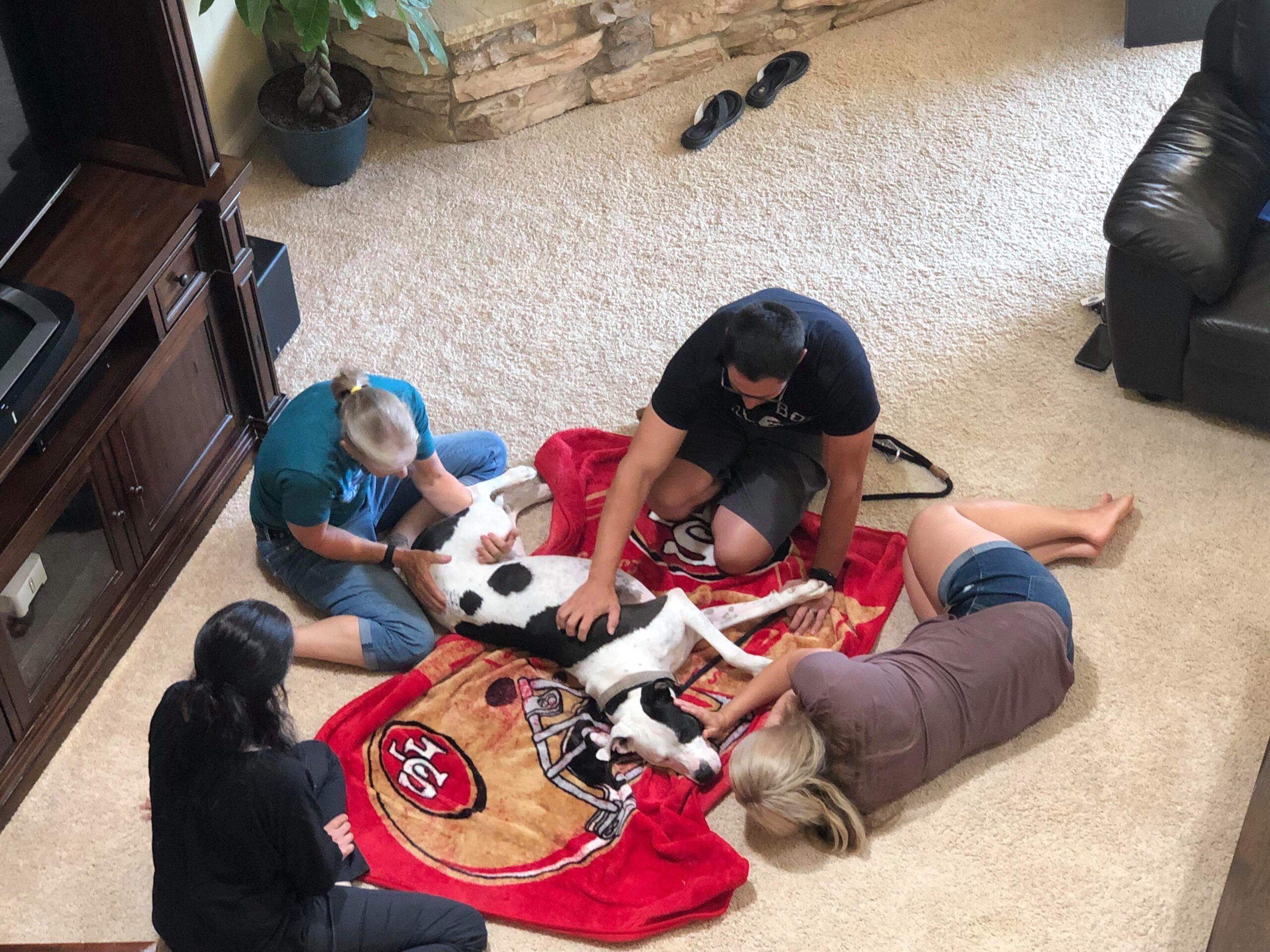 Advanced Animal Communication - Animal Medical Intuition - Joan Ranquet