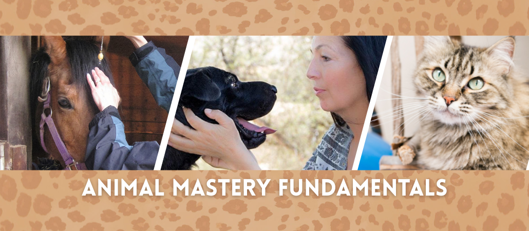 Animal Mastery Fundamentals - Joan Ranquet